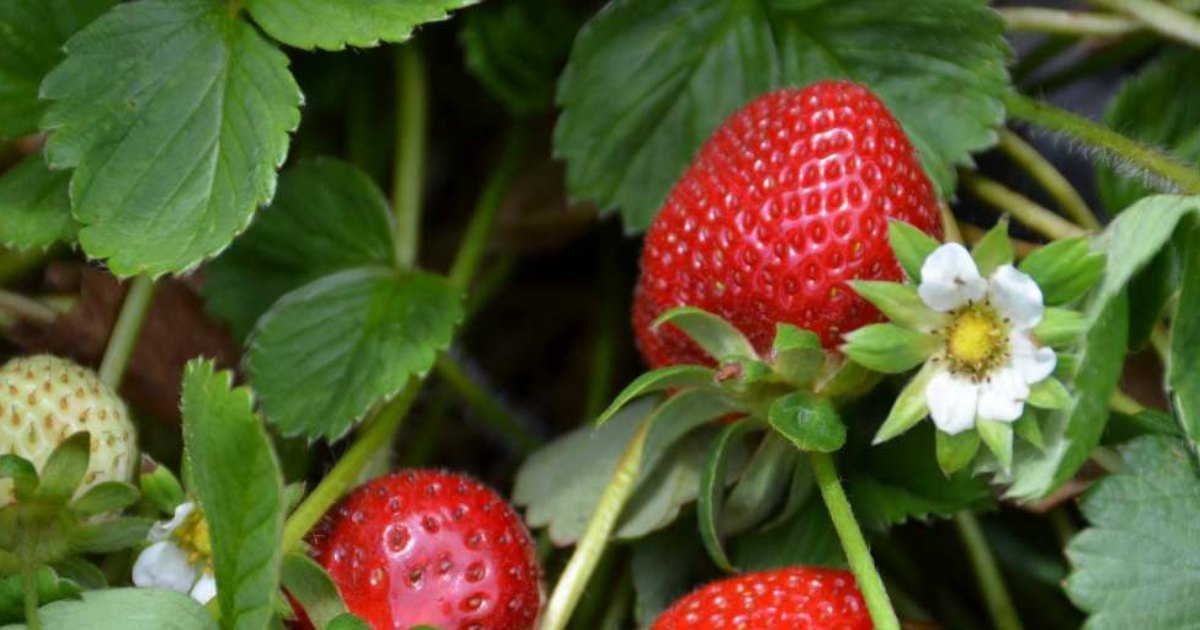 Compacte professionele kas kweekt groente en fruit in huis | Change Inc.