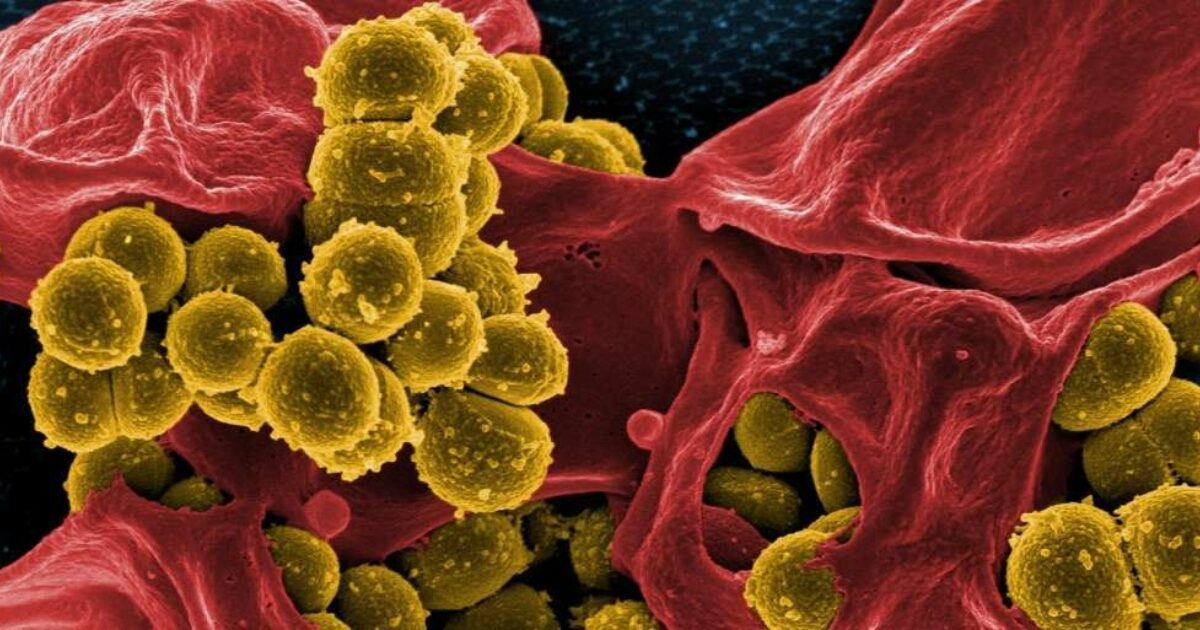 Nederlands Micreos bestrijdt MRSA antibioticavrij | Change Inc.