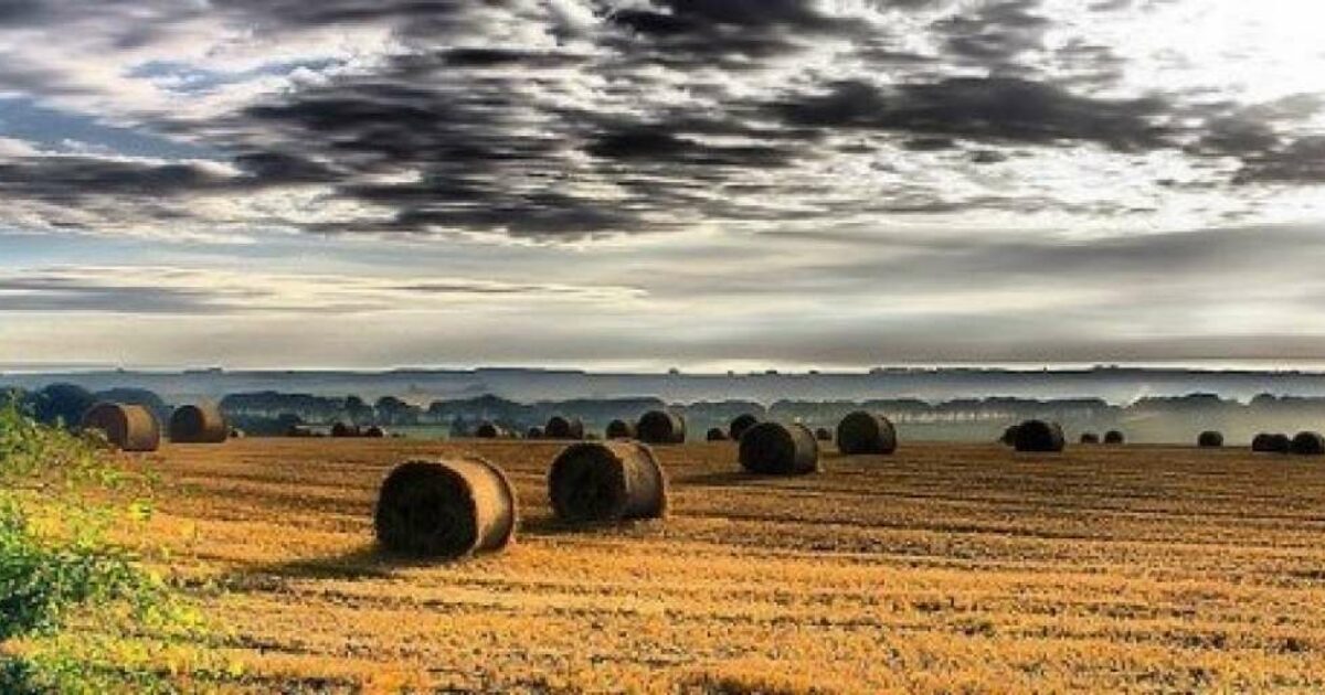 Verbruik biobrandstof neemt onverwacht af | Change Inc.