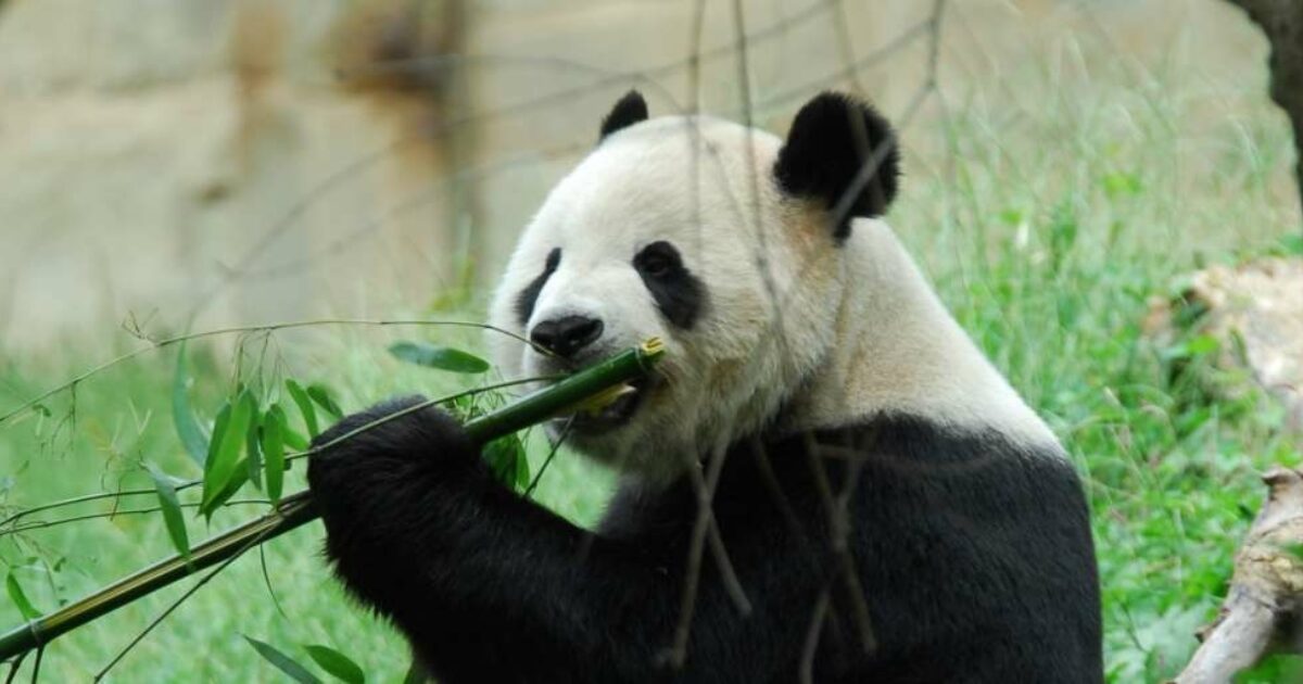 Wat kunnen papierrecyclers leren van pandapoep? | Change Inc.