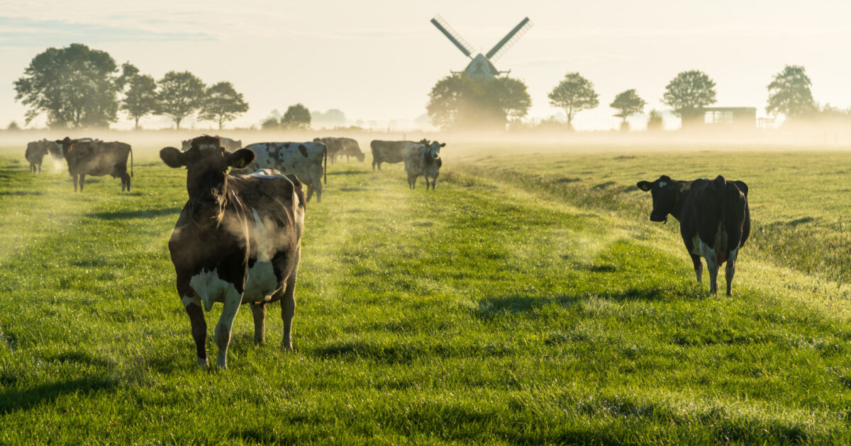 Waarom is stikstof zo’n probleem? | Change Inc.