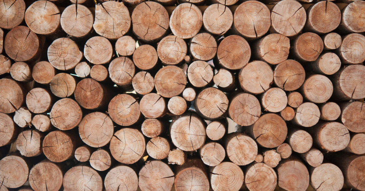 Sterker hout dat CO2 opneemt: deze innovatie maakt het mogelijk ...