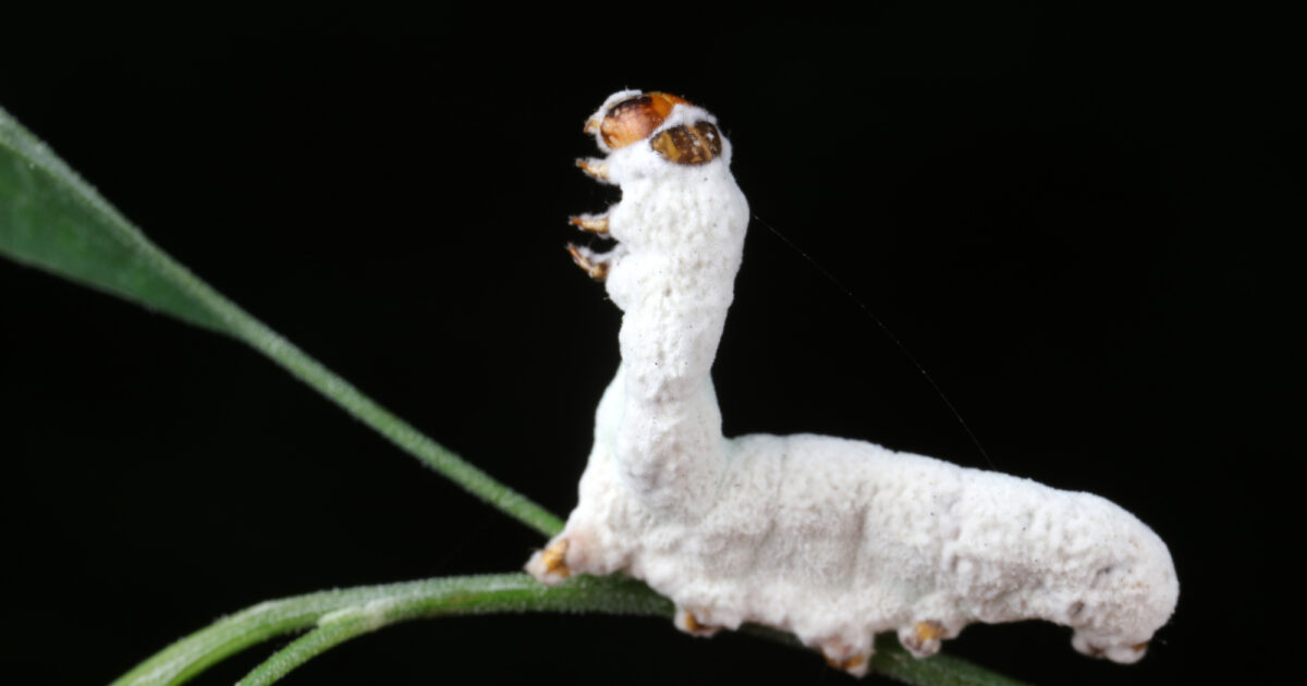 Zijderups biedt alternatief voor microplastics | Change Inc.