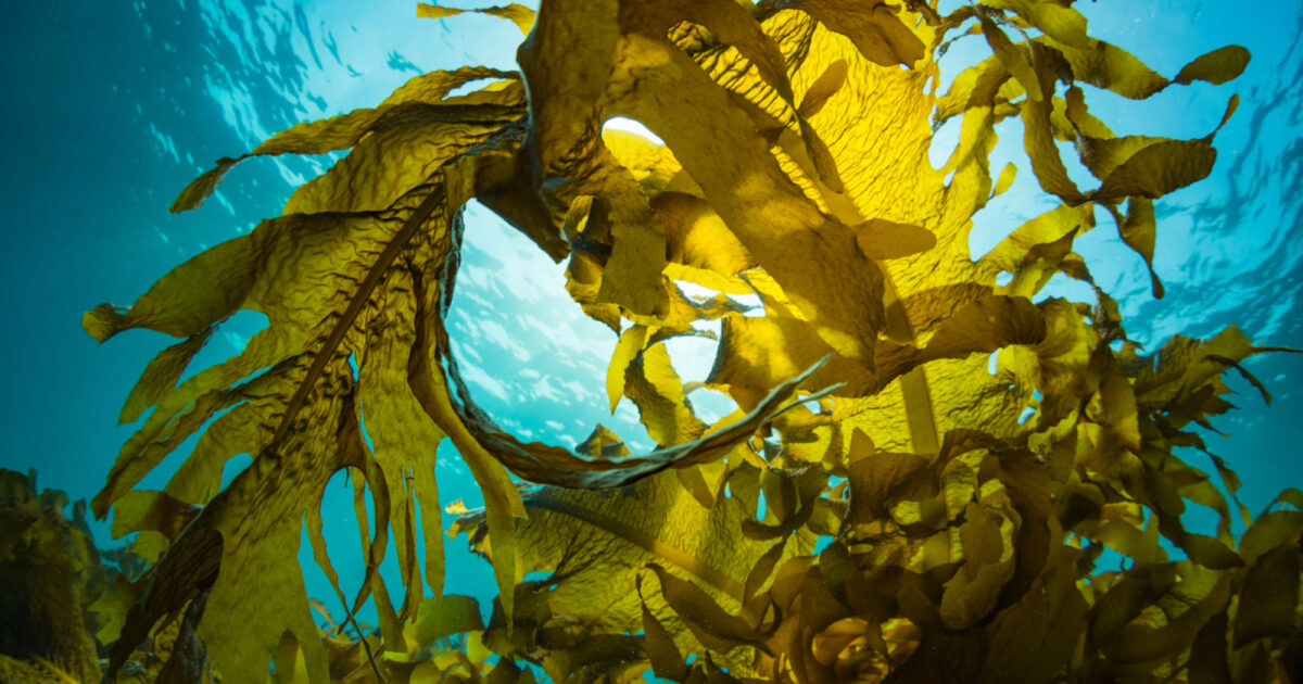 Onderzoekers kweken zeewier met meer voedingsstoffen en noemen het ...