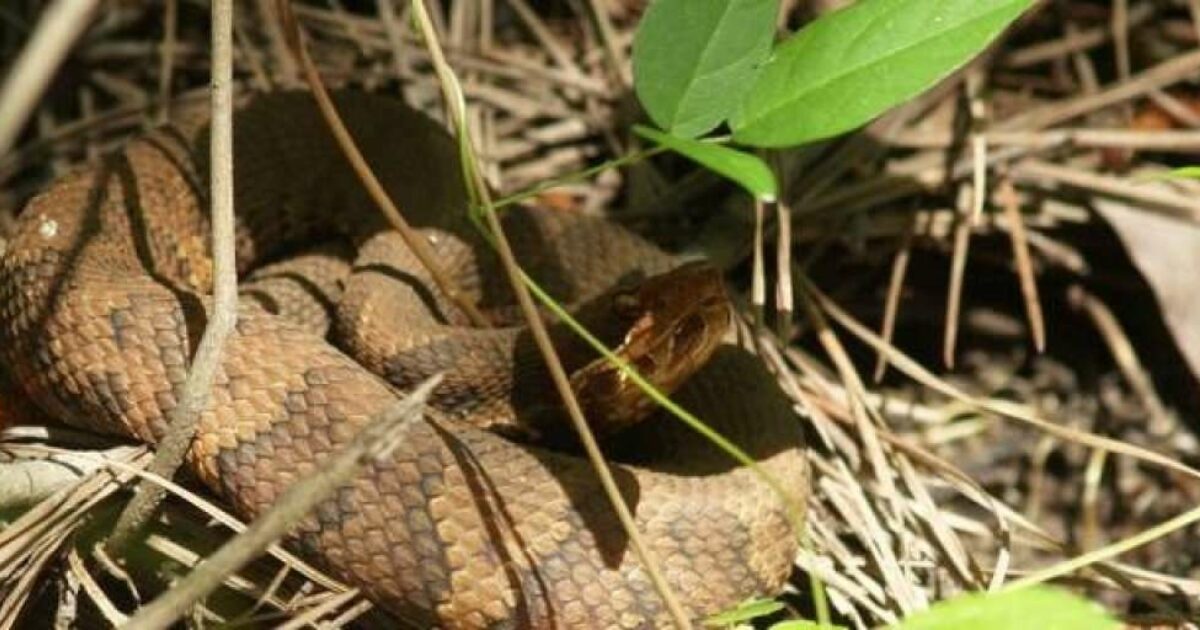 Hydrogel met slangengif effectief tegen bloedverlies | Change Inc.