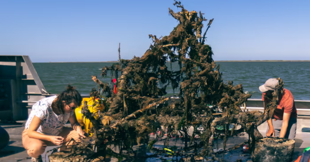 Nederlandse onderzoekers brengen zeeleven terug in Waddenzee met ...