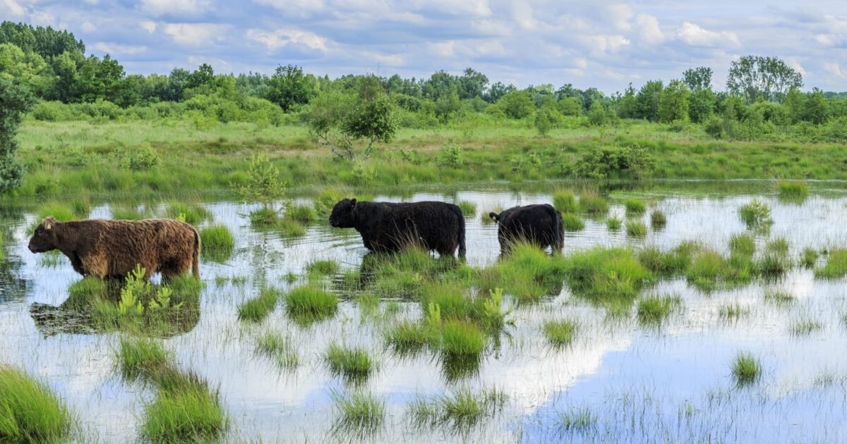 Natuurmonumenten wil van Nederlandse vergiet weer een spons maken ...