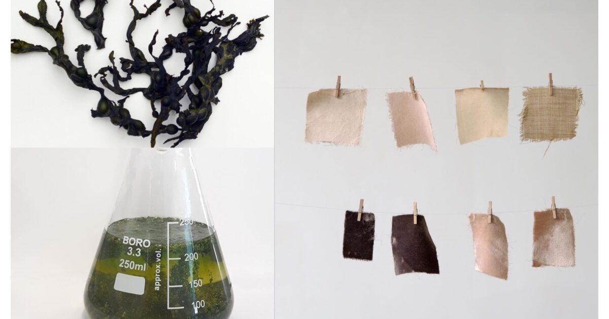 Zeefier verft textiel met alle kleuren uit zeewier, behalve blauw ...