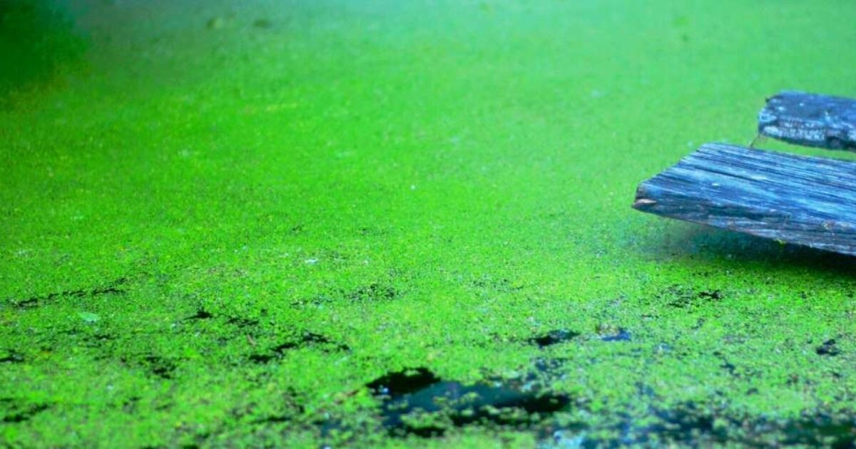 Microalgen kunnen voortaan biologisch keurmerk krijgen | Change Inc.