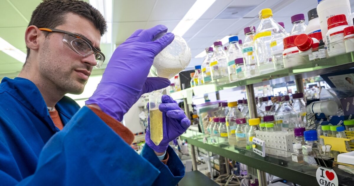 Wetenschapper en oud-kok maakt van oeroude schimmel een knisperende ...