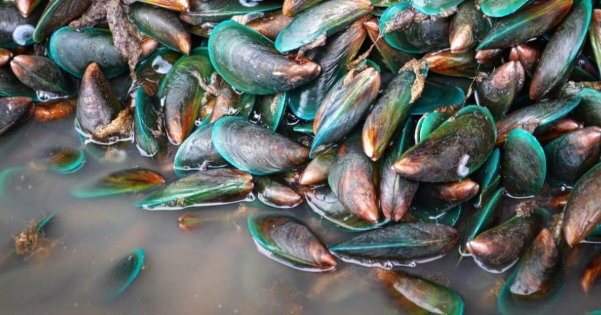 Hoe duurzaam is de Nederlandse mossel? | Change Inc.