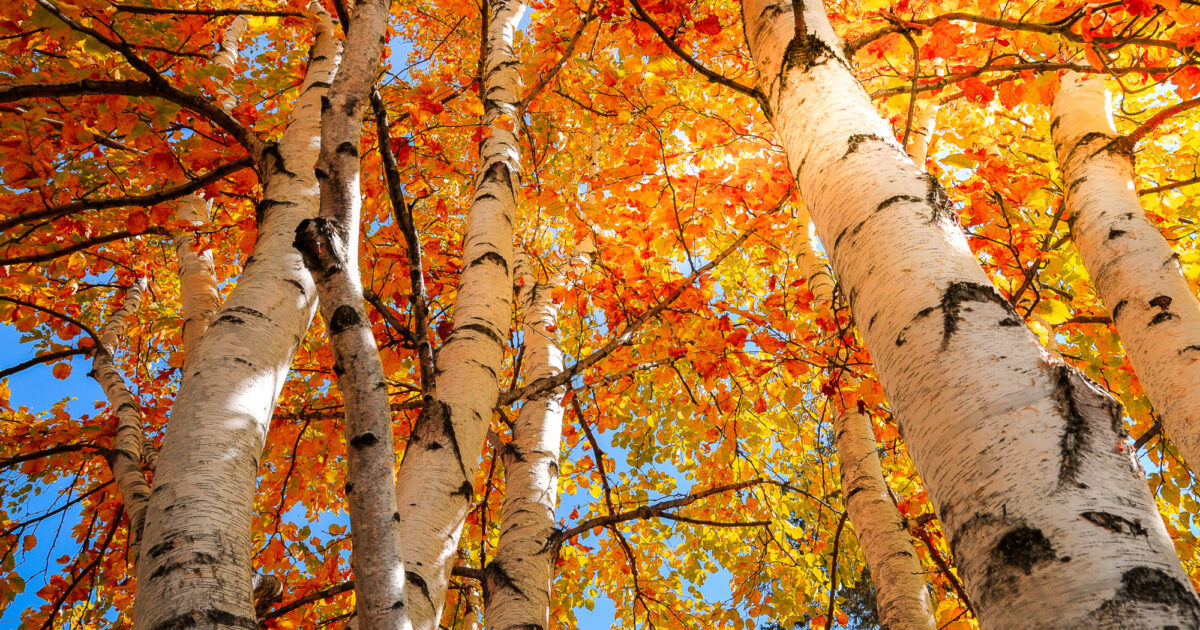 Berk slurpt microplastics uit grond | Change Inc.