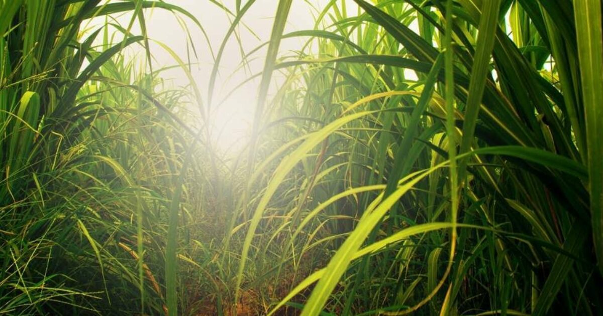 Hoe Corbion vorm geeft aan duurzaamheid: ‘Het gaat om kansen zien ...