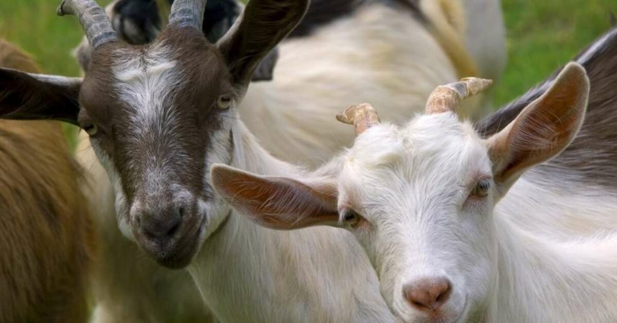 Geitensector zet nieuwe stap richting duurzaamheid | Change Inc.