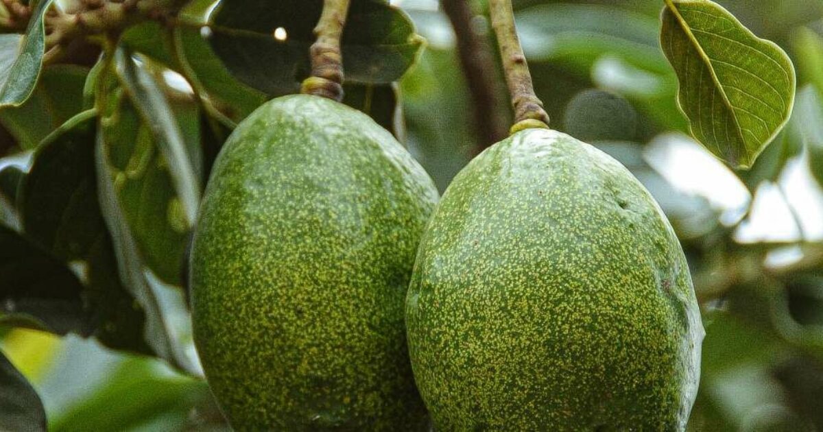 Adopteer een avocadoboom in Zuid-Spanje voor lokaal eten en een beter ...