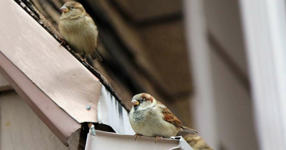 Beschermde diersoorten staan verduurzaming woningmarkt niet langer in ...