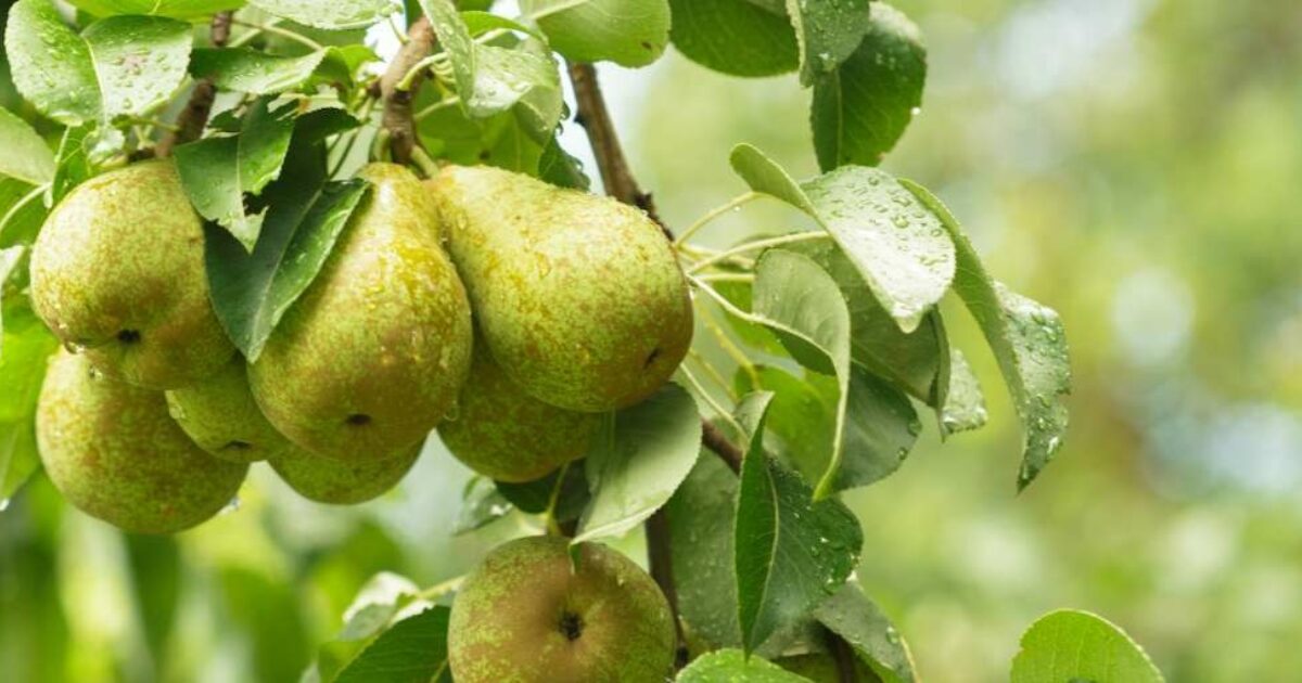 Een selfie met je oude koelkast levert vijf perenbomen op | Change Inc.