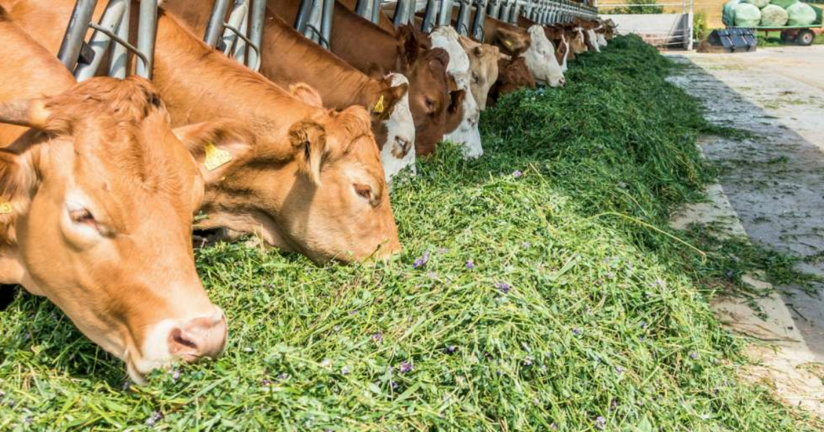 Gebruik van microbieel eiwit in veevoer levert grote milieuvoordelen op ...