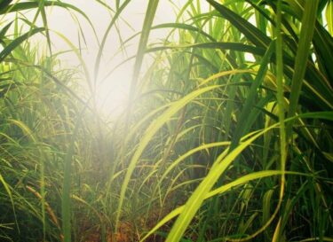 Hoe Corbion vorm geeft aan duurzaamheid: ‘Het gaat om kansen zien ...
