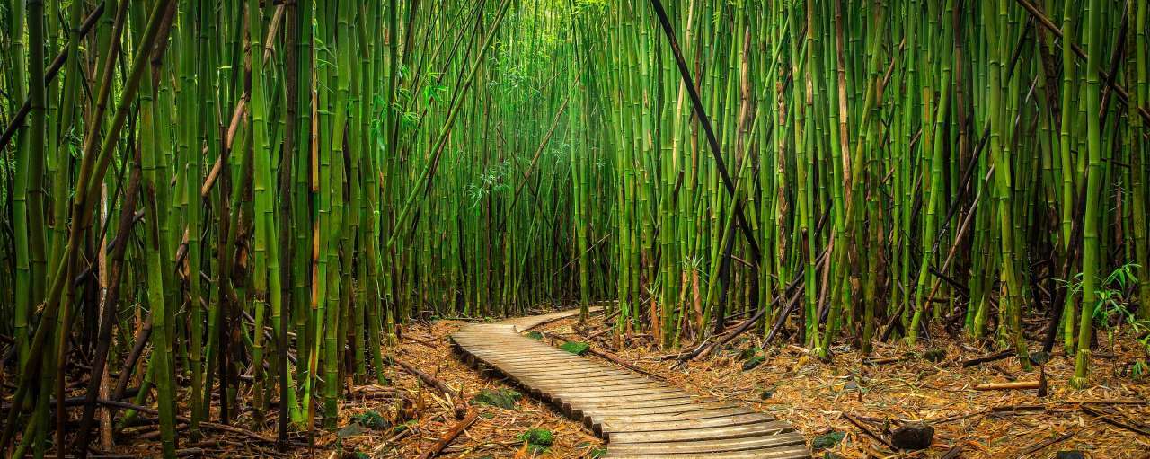 Nederlandse primeur met plantage voor Europese bamboe | Change Inc.