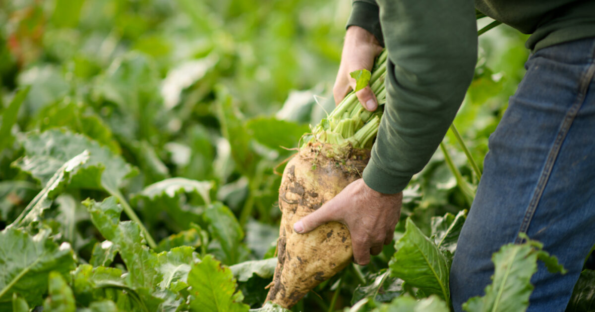 Cosun Beet Company | Change Inc.