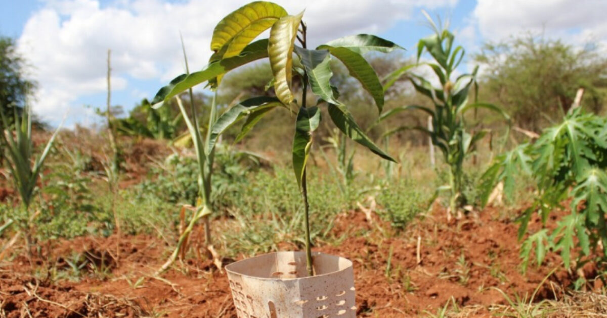 Land Life Company | Change Inc.